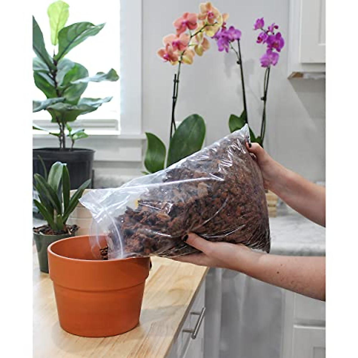 Orchid Potting Bark, Douglas Fir Bark 4qt Bag, Great for Re-Potting Orchids, Adding to Gardens, or Terrariums!