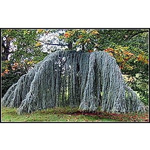 Weeping Blue Atlas Cedar 3 - Year Live Tree