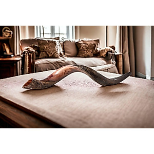 40"- 42" Extra Large Yemenite Kudu Horn Half Polished Finish and Half Natural Shofar, with Free Anti Odor Spray and Bag, Made in Israel