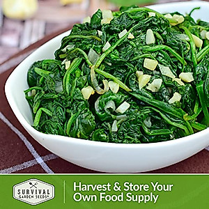 Survival Garden Seeds - Noble Spinach Seed for Planting - Packet with Instructions to Plant and Grow Enormous Spinach Greens in Your Home Vegetable Garden - Non-GMO Heirloom Variety