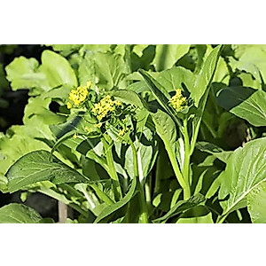 3500 Yu Choy Sum Seeds for Planting - Chinese Flowering Cabbage Seeds | Fast Growing | Heat and Cold Tolerant | Organic Yu Chai/Choi Sum/Chai Sim/Yu Chai Seeds