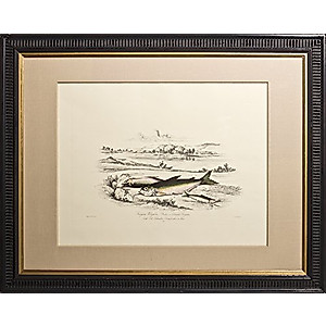 Coregonus Willughbeu - Vendace or Lochmaben