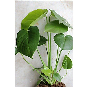 5 Pack Monstera Delicious 'Swiss Cheese Plant' Live Plants Easy to Grow Edible Fruits Tropical Indoor or Outdoor