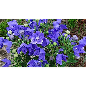 100+ Peachleafed Bellflower Campanula Flower Seeds Purple Blue Perennial Garden Beauty
