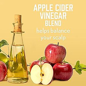 Aveeno Apple Cider Vinegar Shampoo + Conditioner for Balance & High Shine, Daily Clarifying & Soothing Scalp Shampoo for Oily or Dull Hair, Paraben & Dye-Free, 12 Fl Oz