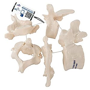 3B Scientific A75/1 5 Vertebrae - 3B Smart Anatomy