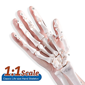 faruijie Hand Skeleton Model - Medical Human Finger Bone Anatomy Bendable Right Hand Skeleton with Articulated Joints Wrist Ulna and Radius