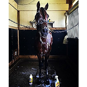 Manna Pro Corona Detangler & Shine Conditioner for Horse, 32 oz