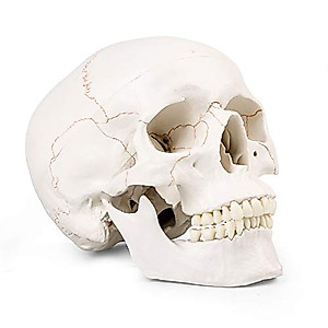 LYOU Human Skull Anatomical Model, New Version Life Size 3 Part Adult Human Anatomy Head Skeleton Model with Removable Skull Cap and Moving Jaw, Hand-Painted in Color Suture Line