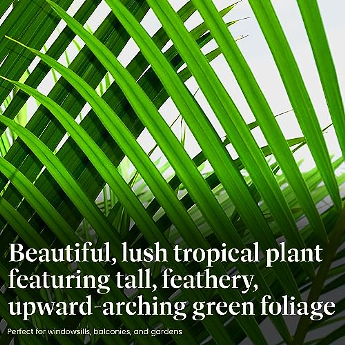 American Plant Exchange Majestic Palm, Tropical Elegance, Large Fronds, Perfect Indoor Statement Plant and Patio Decor, 10-Inch Pot