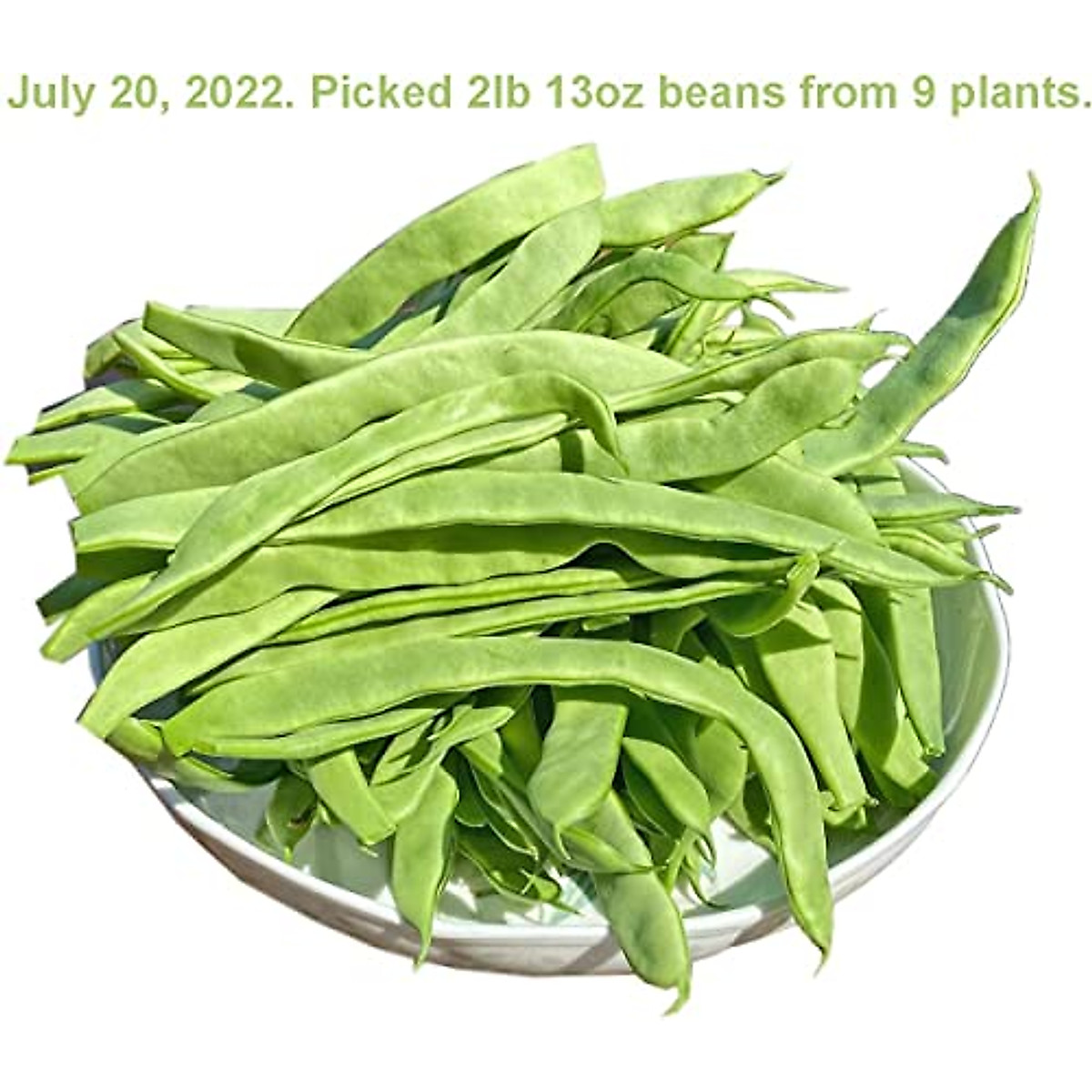 Special! Pole Bean Seeds for Planting Vegetables and Fruits-Chinese Green Bean Seeds 扁豆芸豆.French/Romano Pole Beans.Non GMO Garden Seeds for Home Vegetable Garden-30ct Helda Bean,15g