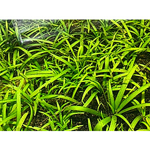 Marcus Fish Tanks - 10x Dwarf Sagittaria Subulata Live Aquarium Plant Dwarf Sag Freshwater Aquatic Carpeting Plant BUY2GET1FREE