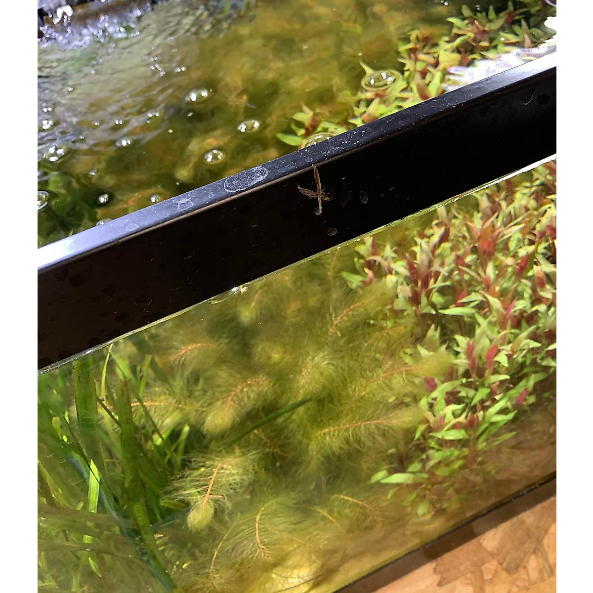 Marcus Fish Tanks Red Myrio Myriophyllum Heterophyllum Foxtail Watermilfoil Live Aquarium Plants