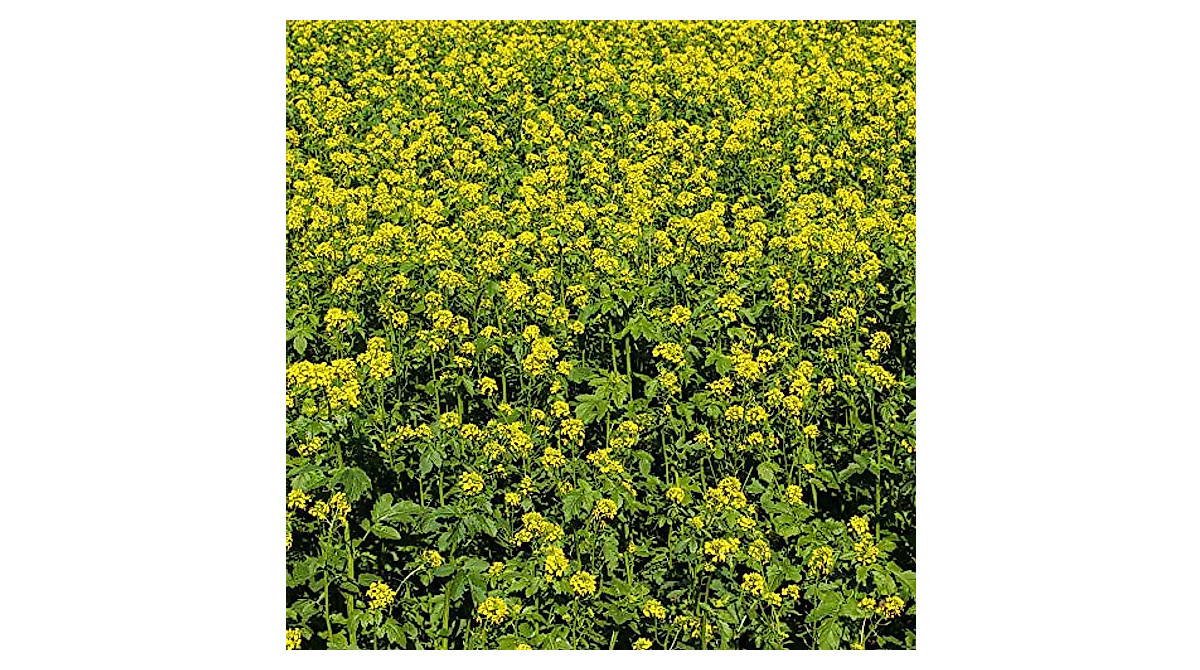 White Mustard Cover Crop for Soil Health & Forage | Outsidepride