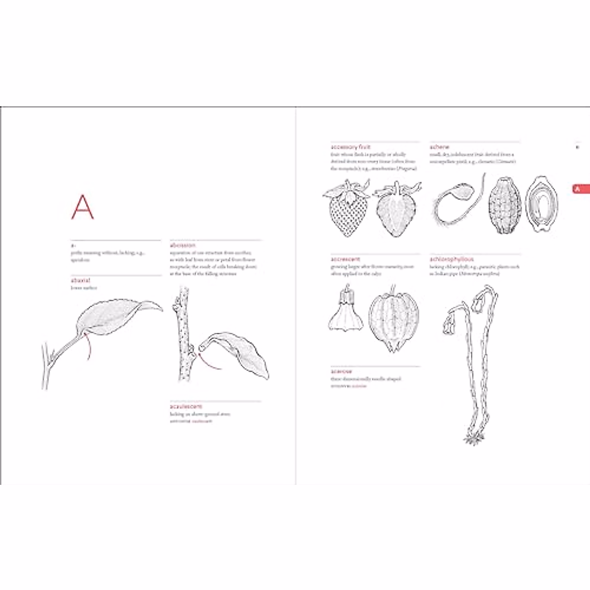 A Botanist's Vocabulary: 1300 Terms Explained and Illustrated (Science for Gardeners)