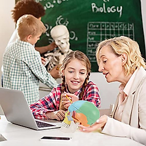 RONTEN Human Skull Anatomical Model, Painted Medical Skull 3-Part Removable Skull Cap and Moving Jaw, Display Model for Medical Student Human Anatomy Teaching and Studying