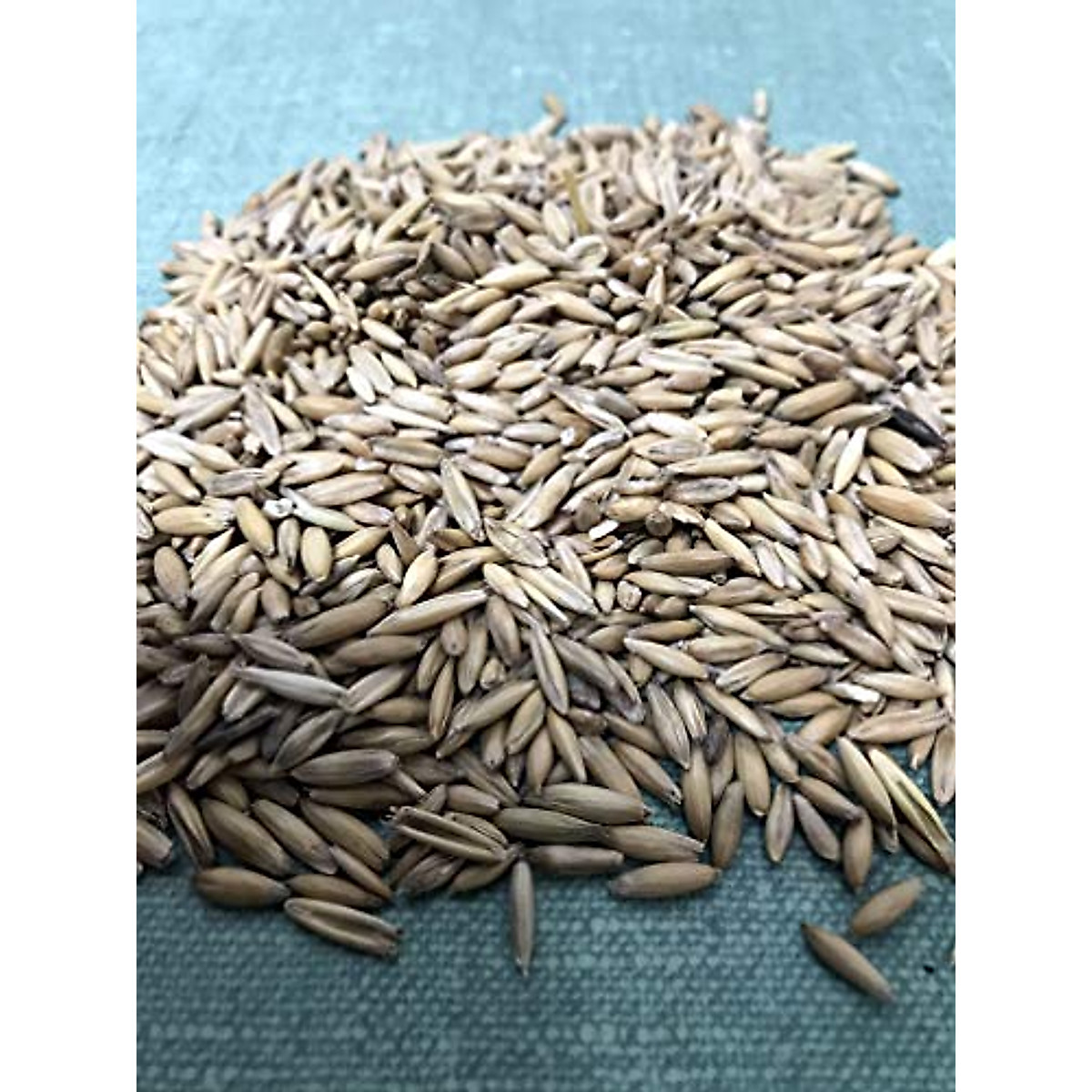 Cat Grass(Sweet Oats for Cats) 1LB (3000 + Seeds) -Easy Grow Greens-Great Value!