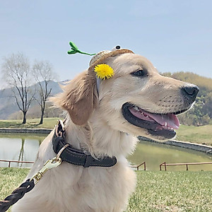 Leather Dog Collar for Medium Dogs with Braided Leather Dog Leash 6 Foot x 1/2"