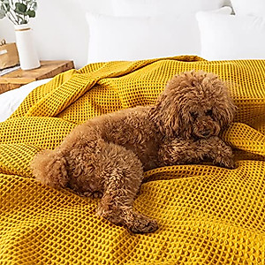 R.SHARE Soft Knit Waffle Throw Blanket for Couch Bed with Tassel, Thin Knitted Lightweight Cozy Woven for Sofa Travel, Cute Women Men, Big Twin Size, 60x80 inches, Mustard Yellow