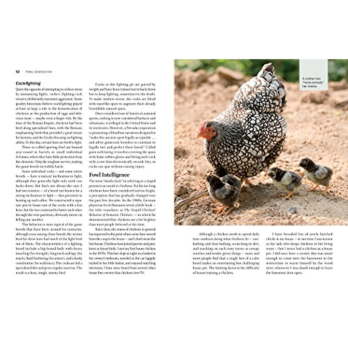 Storey's Guide to Raising Chickens, 4th Edition: Breed Selection, Facilities, Feeding, Health Care, Managing Layers & Meat Birds