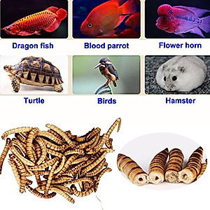 JackSuper 280g High Protein Turtle Food Mealworms Bulk Fresh Dried Mealworms Treats for Reptile Snacks Bird Chicken Fish Food