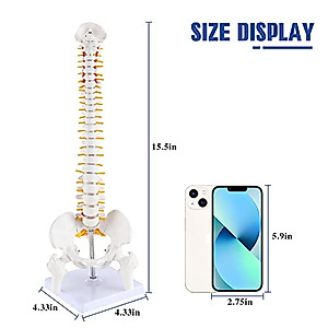 HINGONS Miniature Spine Anatomy Model, 15.5" Mini Vertebral Column Model Details Vertebrae, Spinal Nerves, Lumbar & Pelvis, with Stand for Medical Students and Chiropractors (Includes Product Manual)