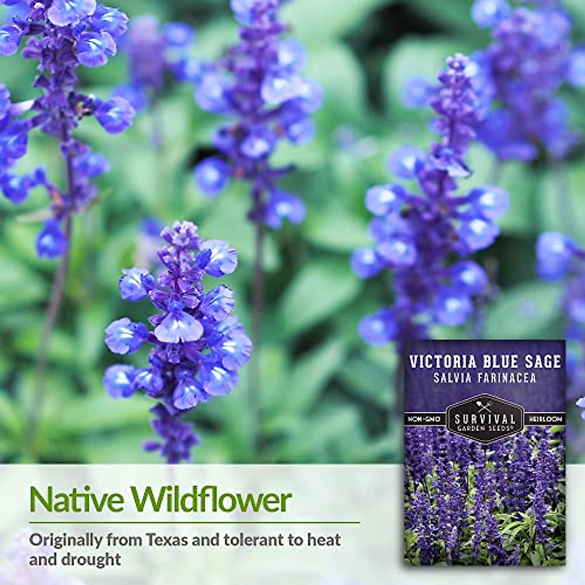 Survival Garden Seeds - Victoria Blue Sage Seed for Planting - 2 Packs with Instructions to Plant and Grow Mealycup Sage or Salvia Farinacea in Your Home Vegetable Garden - Non-GMO Heirloom Variety