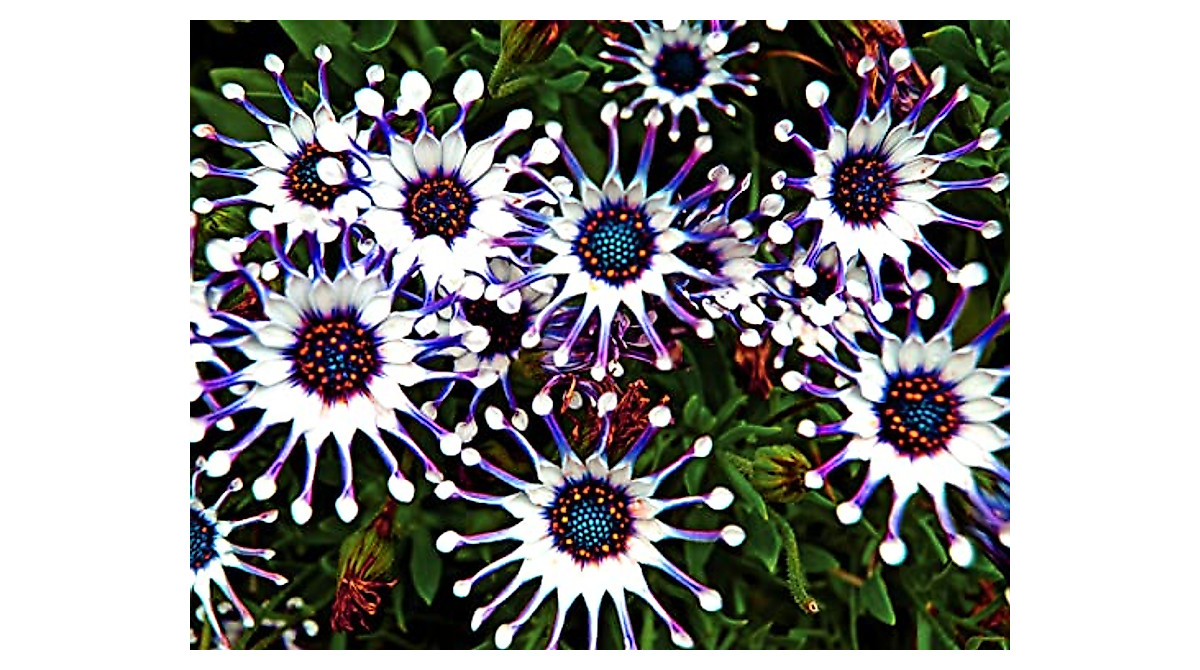 Rare Purple Daisy Seeds for Vibrant Flower Gardens