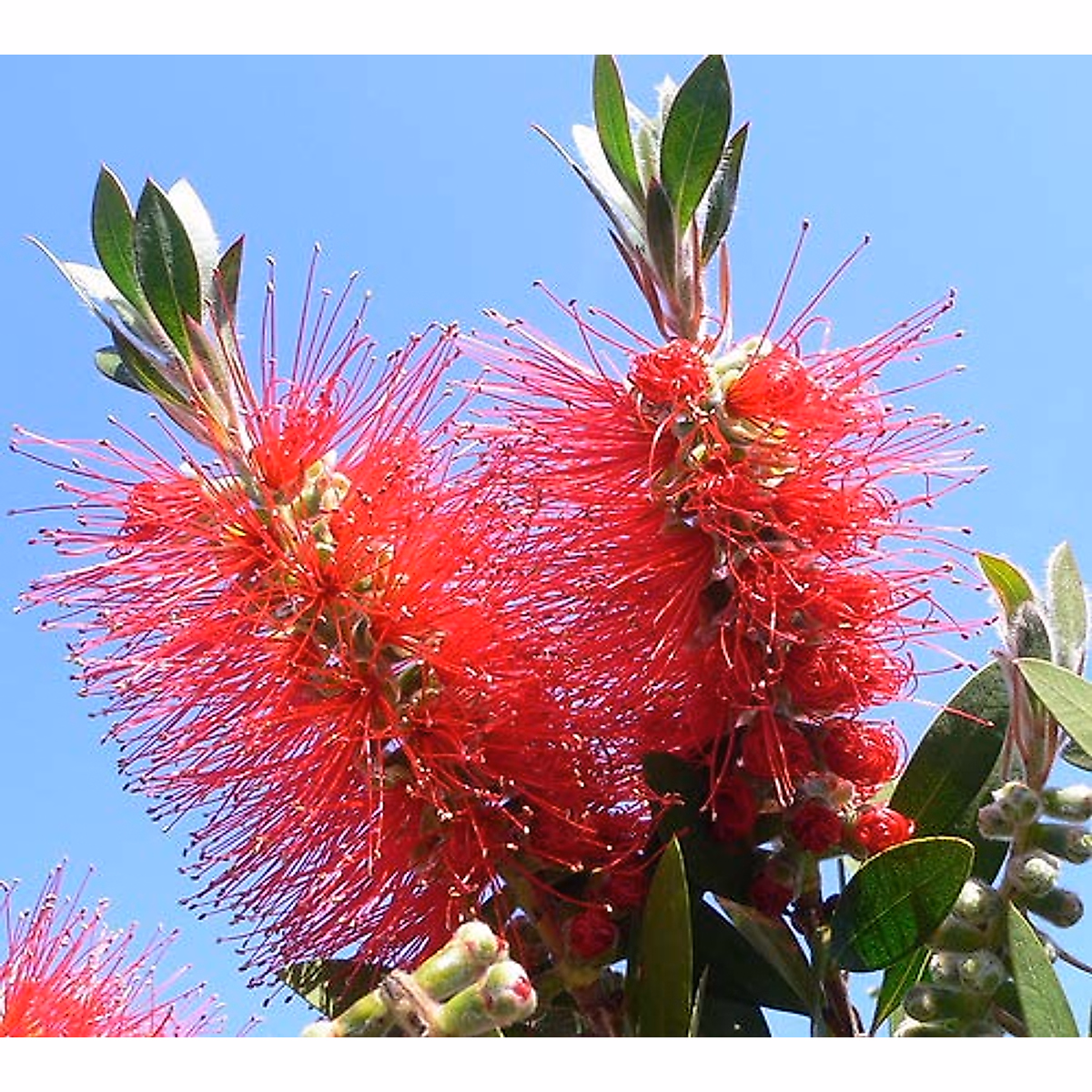 1138-Crimson Bottle Brush (Callistemon citrinus) Seeds by Robsrareandgiantseeds UPC0764425787570 Non-GMO,Organic,USA Grower,Herb,Bonsai,1138 Package of 25 Seeds