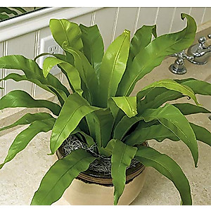 American Plant Exchange Live Japanese Bird’s Nest Fern Plant, Plant Pot for Home and Garden Decor, 6" Pot