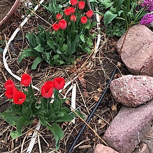 Blumat Watering Drip Supply Tube 8mm, 30M, 98.43 ft Black | Flexible Tubing for Irrigation System | Primary Distribution Supply Line for Plants and Garden