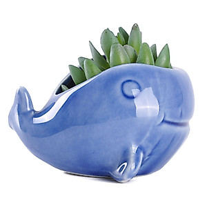 VanEnjoy 5" Ceramic Succulent Pot, Cute Ocean Blue Seashell Series, Conch Shaped Cactus Pot Planter, Flower Pot, Pottery Bonsai Pot (Dark Blue Whale)