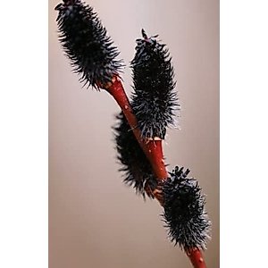 yunakesa Black CAT Pussy Willow Plant Live Bush Tree Small Starter Fast Growing Tree