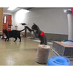 Big Sky Cats House Finch Bird Refill/Attachment- Fits Wildcat and Popular Bird and Mouse Type Wands/Poles