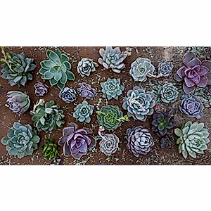 Espoma Organic Cactus Potting Soil Mix, Natural & Organic Soil for Cactus, Succulent, Palm, and Citrus Grown in containers Both Indoors and Outdoors, 4 qt, Pack of 1