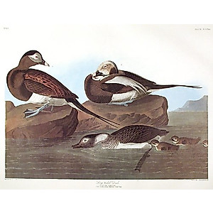 Long-tailed Duck. From"The Birds of America" (Amsterdam Edition)