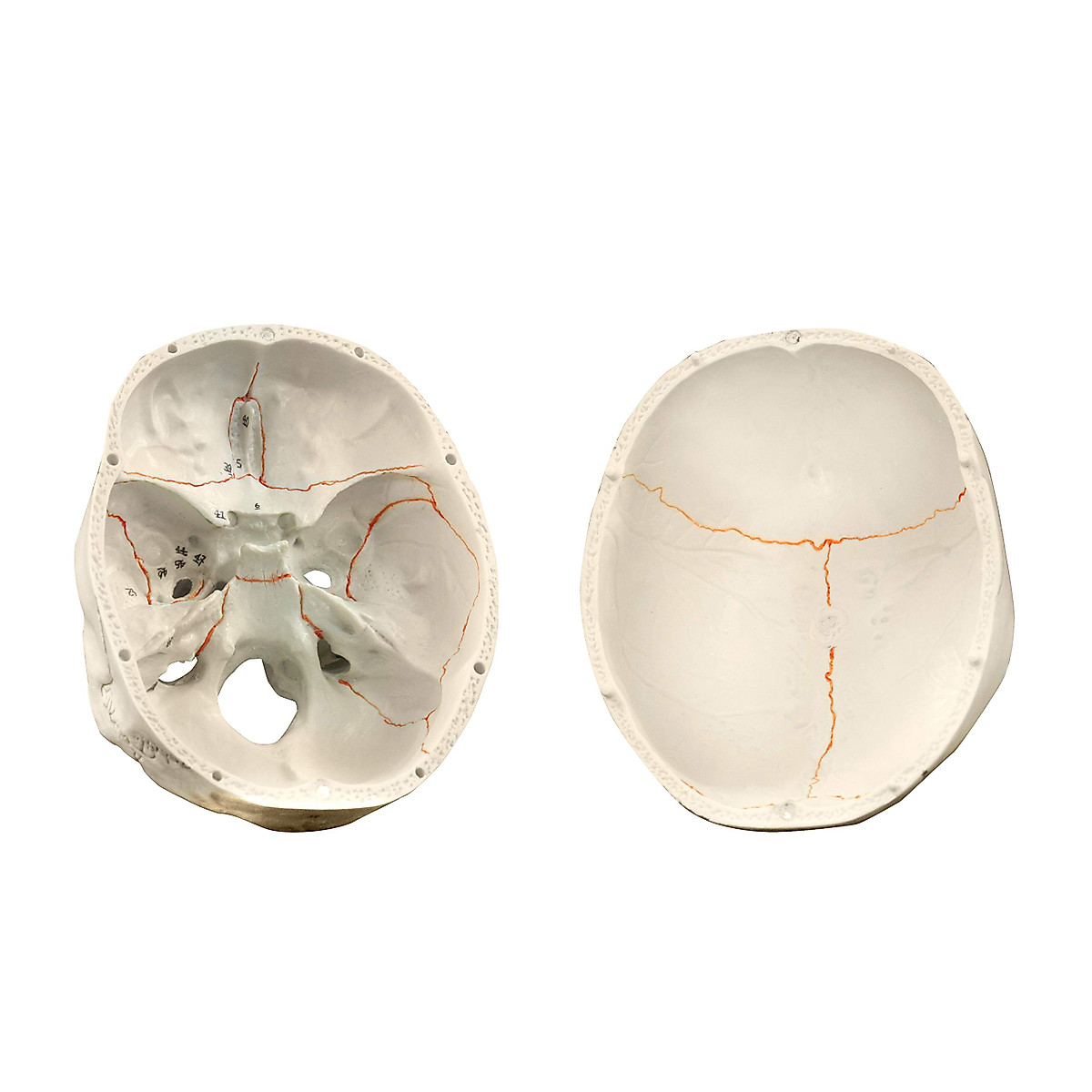 Parco Scientific PB00029 Medical Numbered Human Skull-3 Part | Life Size | from Real Human Skull, Detail Hand Painted Numbering | Sectioned Skullcap | Suture Lines & Full Dentition | Labelled Diagram