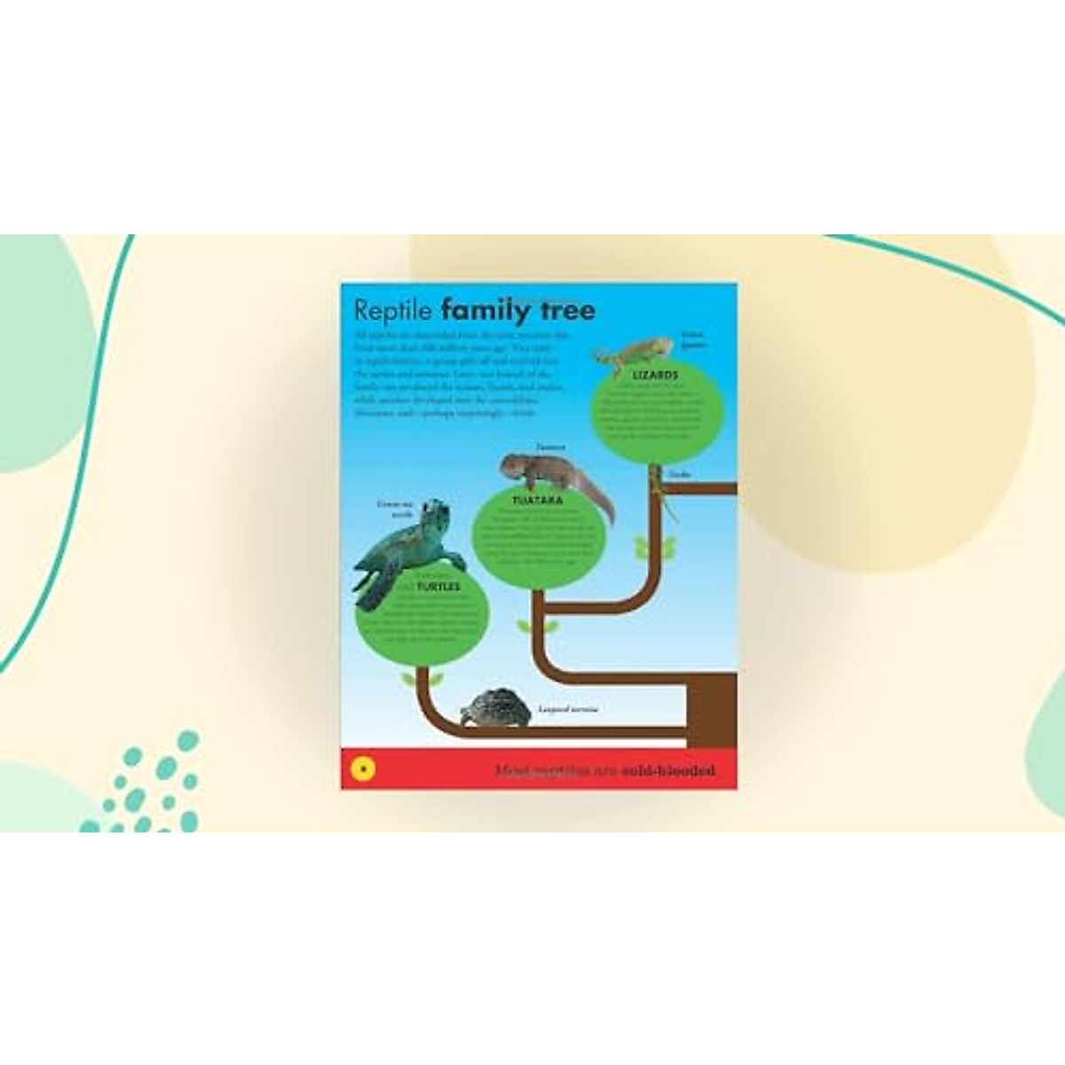 Everything You Need to Know About Snakes