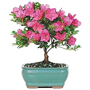 From You Flowers - Pink Azalea Bonsai for Birthday, Anniversary, Get Well, Congratulations, Thank You