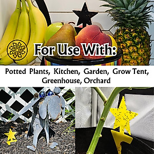 Super Nova & Co. 30pk Sticky Fruit Fly Traps Star-Shaped Indoor Plants Outdoor Garden Double-Sided Adhesive Flying Gnat Insect Pest Management Catcher Non Toxic Odorless Waterproof UV-Resistant 3x5”