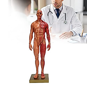 YUYTE Miniature Muscular System Model, 11.8 ” Human Muscles Anatomy Model Displaying Anatomical Model, Resin, Show Surface Muscles and Body Structure, Fitness Enthusiast