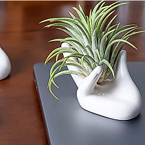 Dingq 2 Pack Air Plant Holder,Hand Shape Stand,Cute Levitating Plant Container,Pot Tillandsia Planter for Home Decoration, White (fZa500116)