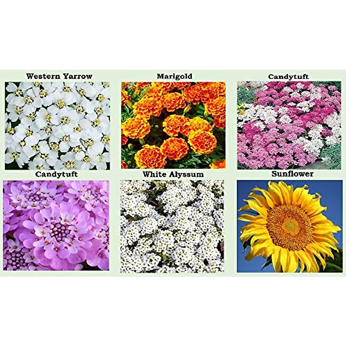 25 Heirloom Flower Seed Packets for Planting: 20+ Varieties Flower Seeds - Forget Me Not, Sunflower, Marigold, Zinnia Lilliput, Snapdragon, Hummingbird & Butterfly Wildflower Seeds and More