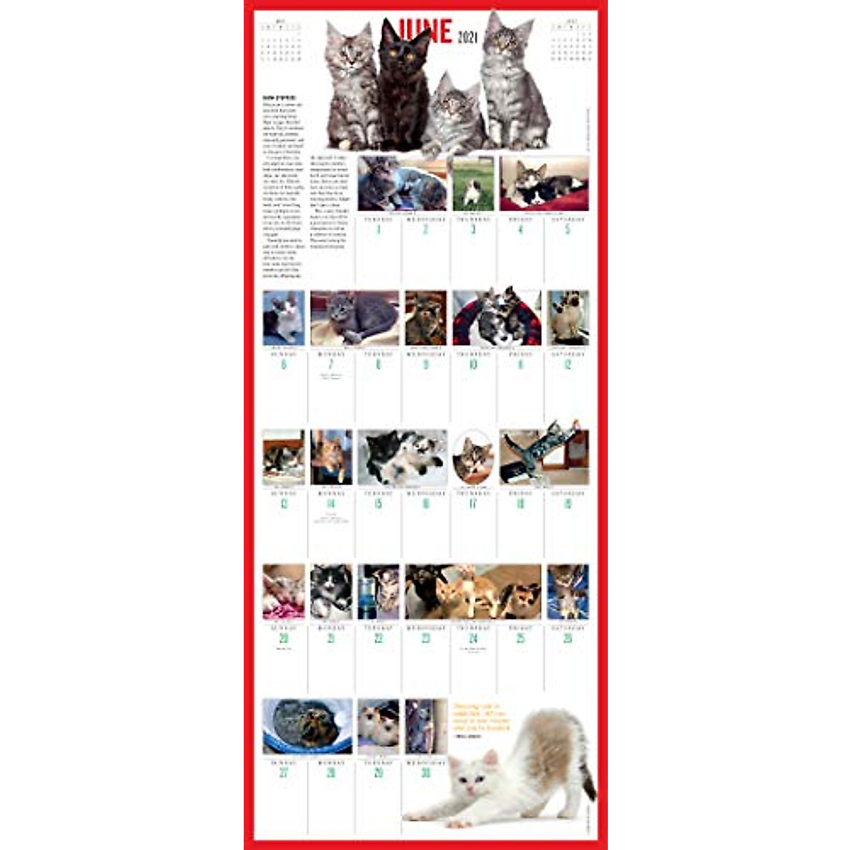 365 Kittens-A-Year Picture-A-Day Wall Calendar 2021