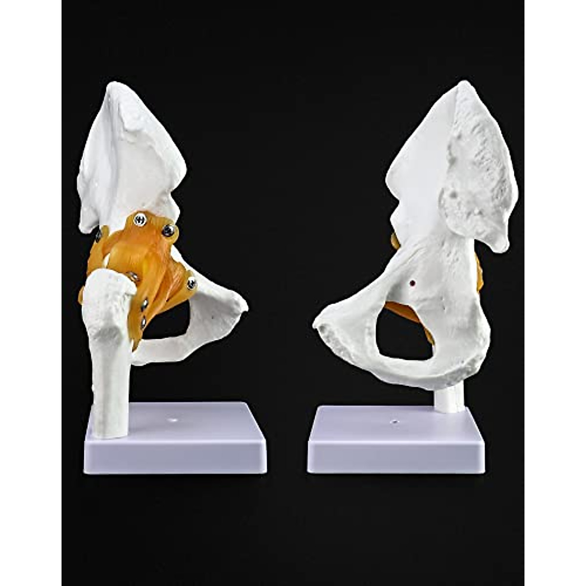 QWORK Human Hip Bone Model with Flexible Ligaments, Hip Joint Model, Features Femur, Hip Bone and Peripheral Ligaments, for Classroom Education & Medical Training