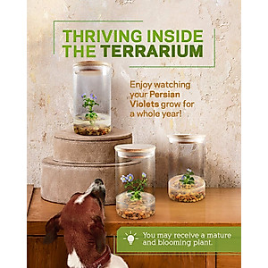 Bloomify Persian Violet (Exacum Affine) - Live Flower Terrarium in Self Sustaining Glass Jar, Maintenance Free and Blooms All-Season, Great Unique Gift and Home Decor, 100% Growth Guarantee