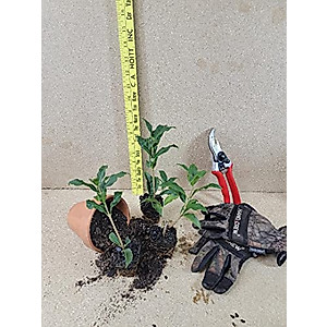 ( 1 ) - Orange Flowering Fragrant Tea Olive - Starter Plant ( SM ) ( 1 Plant )