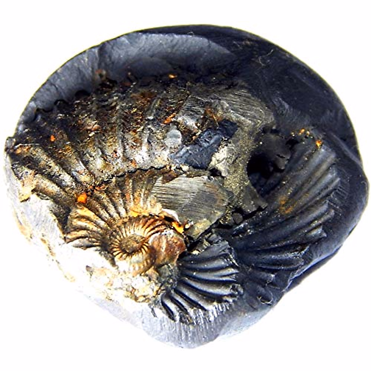 phoenix888 XUETZALCOATL Vishama Sudarshan Shaligram 1.5cm - 2.5cm from Kali Gandaki 1 pcs