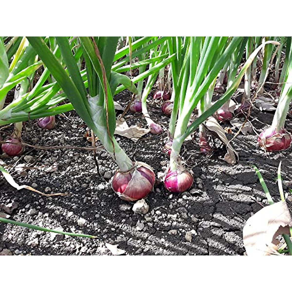 Red Shortday Burgundy Onion Seeds for Planting, 300+ Heirloom Seeds Per Packet, (Isla's Garden Seeds), Non GMO Seeds, Botanical Name: Allium cepa, Great Home Garden Gift