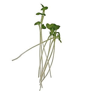 Golden Acre Cabbage Seeds: 1 Lb - Non-GMO, Heirloom Garden Seeds - Vegetable Gardening, Growing Microgreens